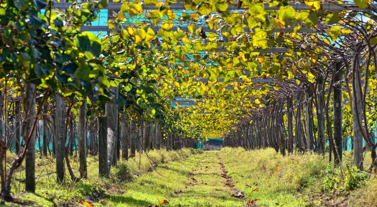 Property value - 66 Willows Road, Matawhero - realestate.co.nz