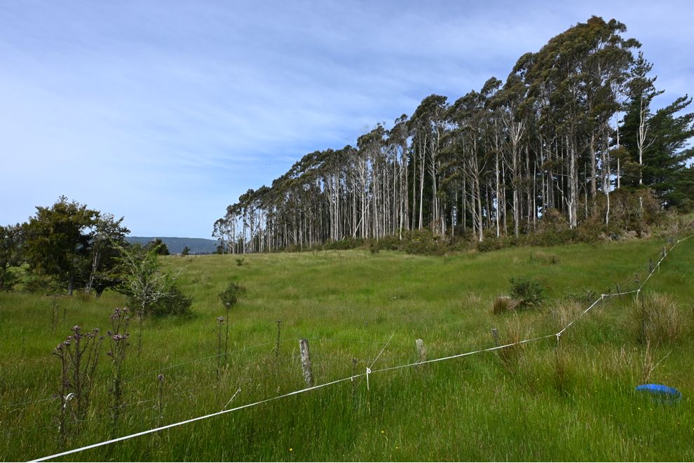 Woodstock-Rimu Road, Ruatapu, Westland - For Sale - realestate.co.nz