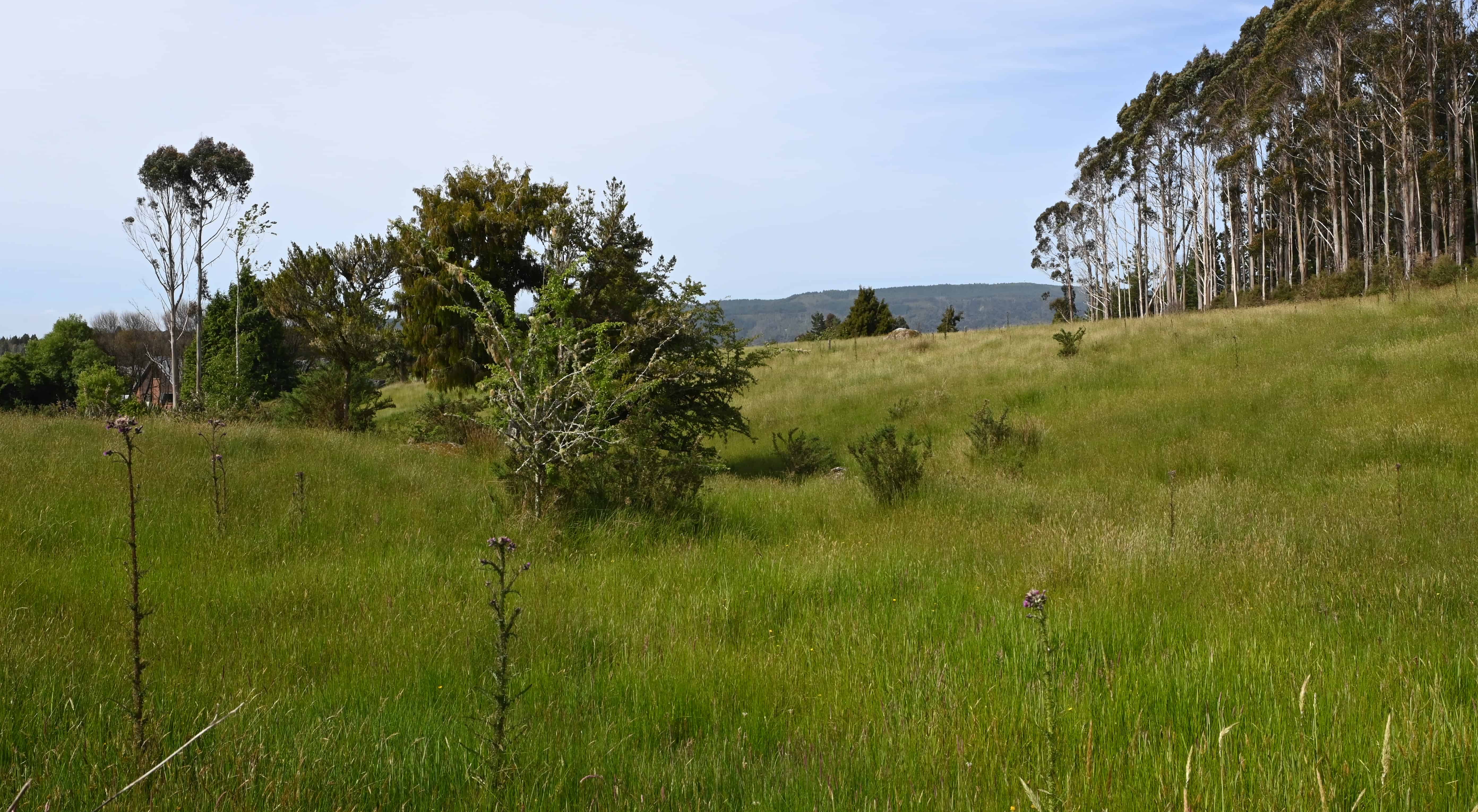 Woodstock-Rimu Road, Ruatapu, Westland - For Sale - realestate.co.nz