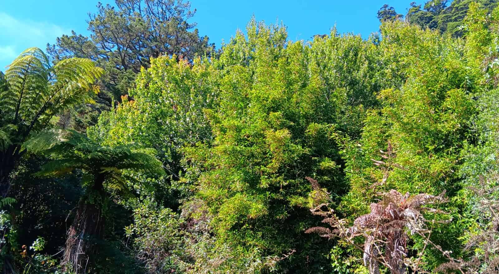 37 Back Road, Granity, Buller - For Sale - realestate.co.nz