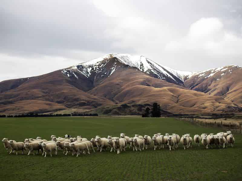 New Zealand Rural High Country Farms for Sale - realestate.co.nz