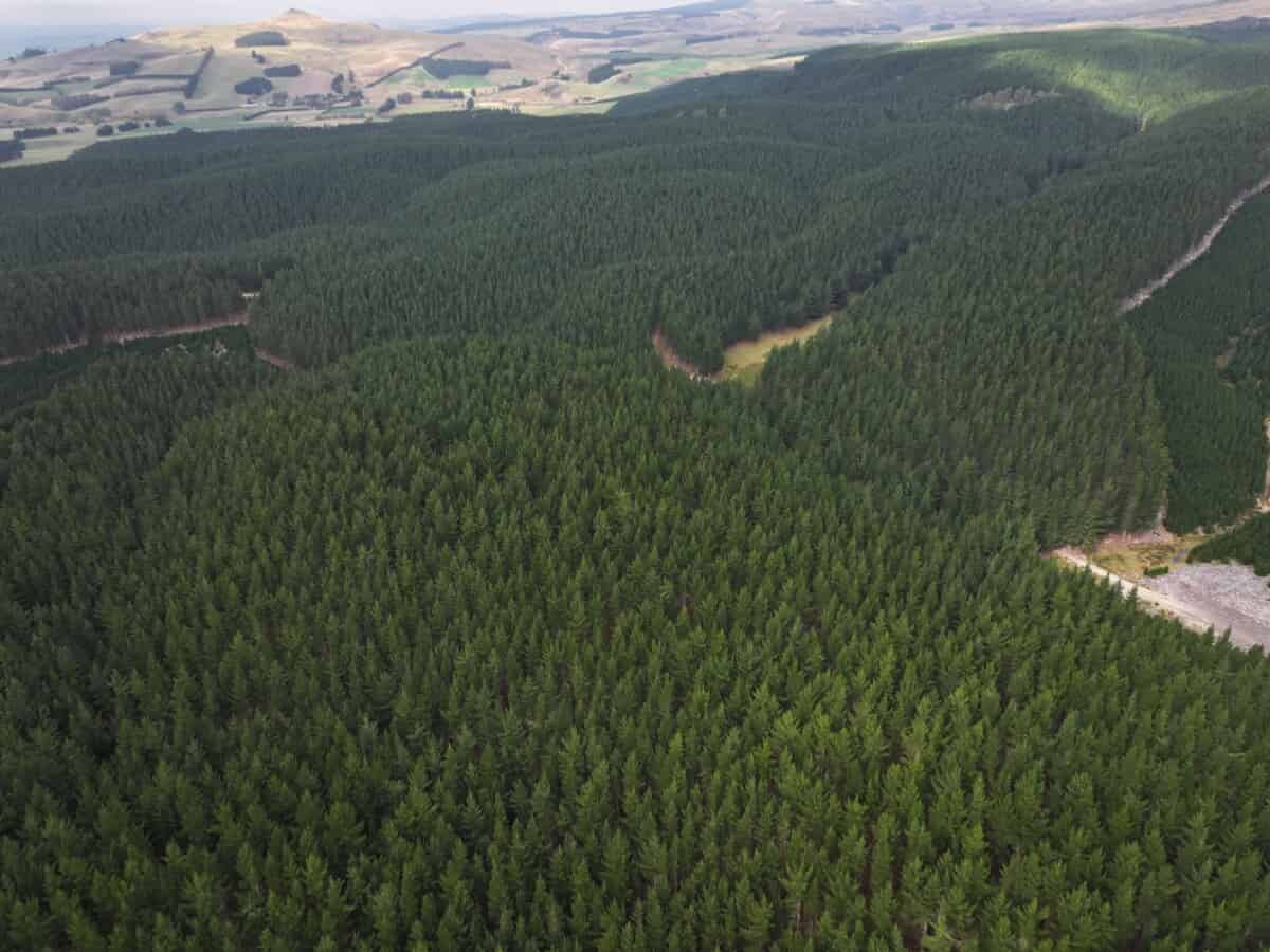 New Zealand Rural Forestry Sections for Sale - realestate.co.nz