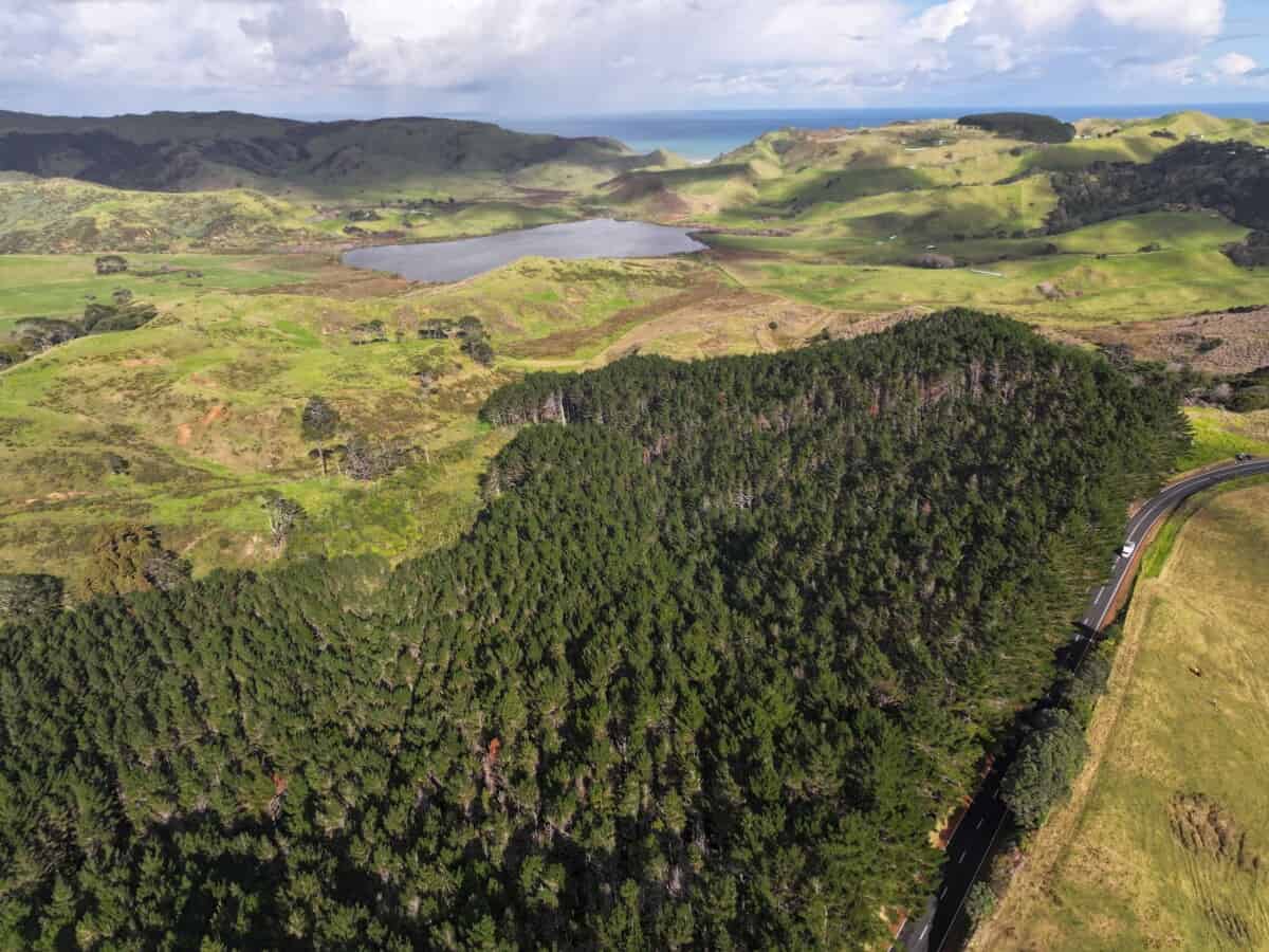 New Zealand Rural Forestry Sections for Sale - realestate.co.nz