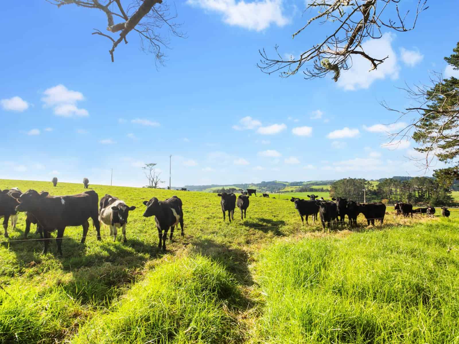 New Zealand Lifestyle Properties for Sale - realestate.co.nz