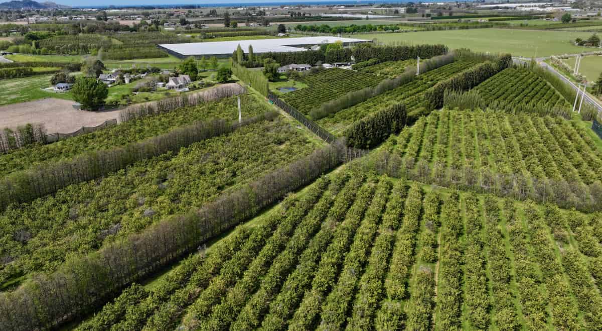 19 Pilmer Road, Makauri, Gisborne - For Sale - realestate.co.nz