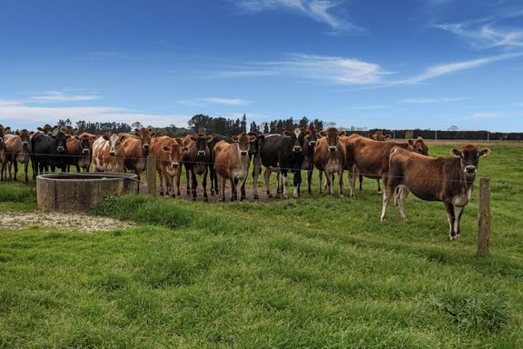 Property value - 348 Grieve Road, Te Teko - realestate.co.nz