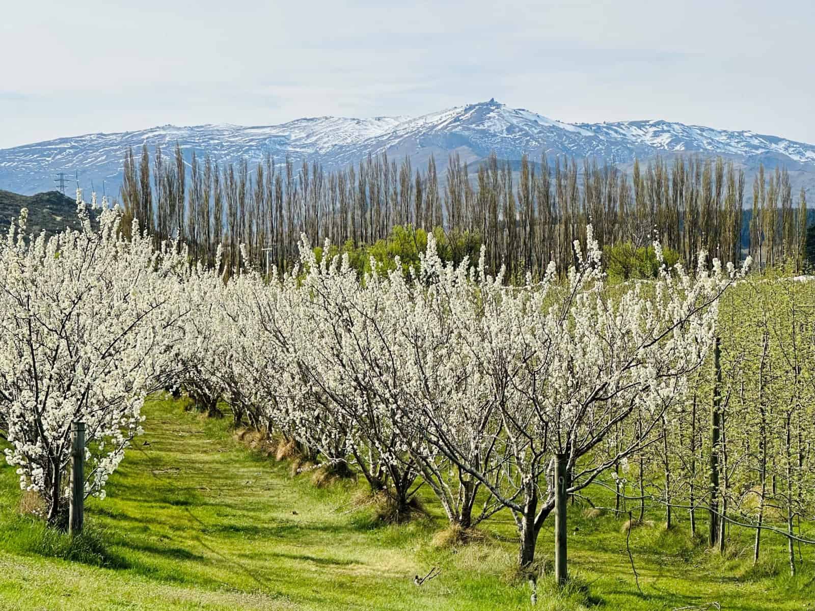 Clyde Homes and Real Estate for Sale - realestate.co.nz