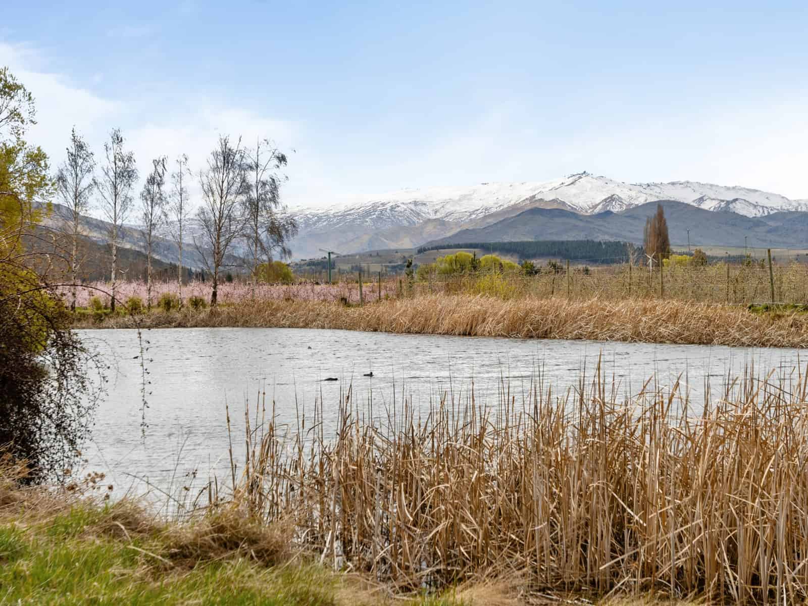 Clyde Homes and Real Estate for Sale - realestate.co.nz