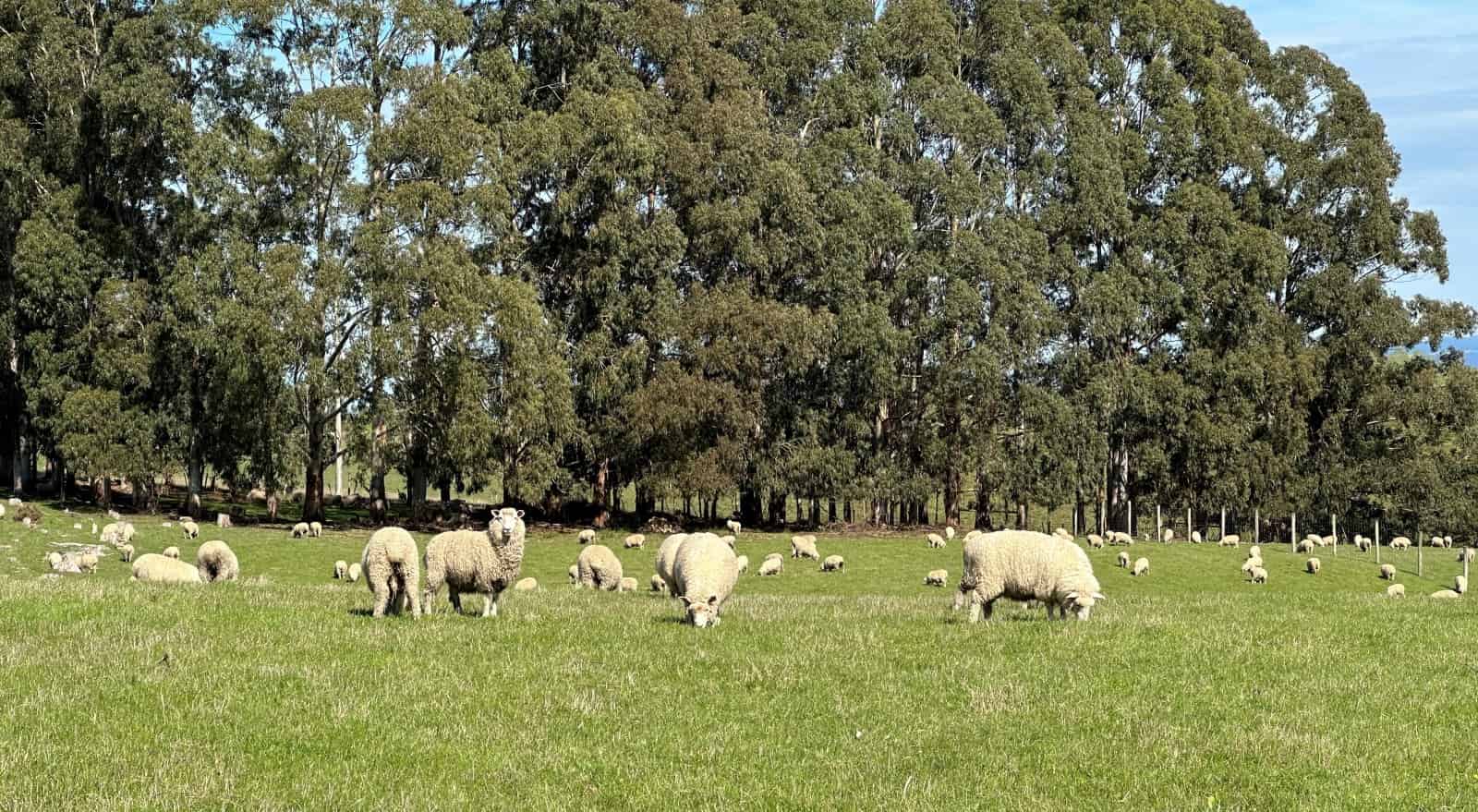 856 Allanton-Waihola Road, Allanton, Dunedin City - For Sale ...