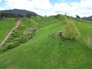 Coromandel Rural Farms and Real Estate for Sale - realestate.co.nz