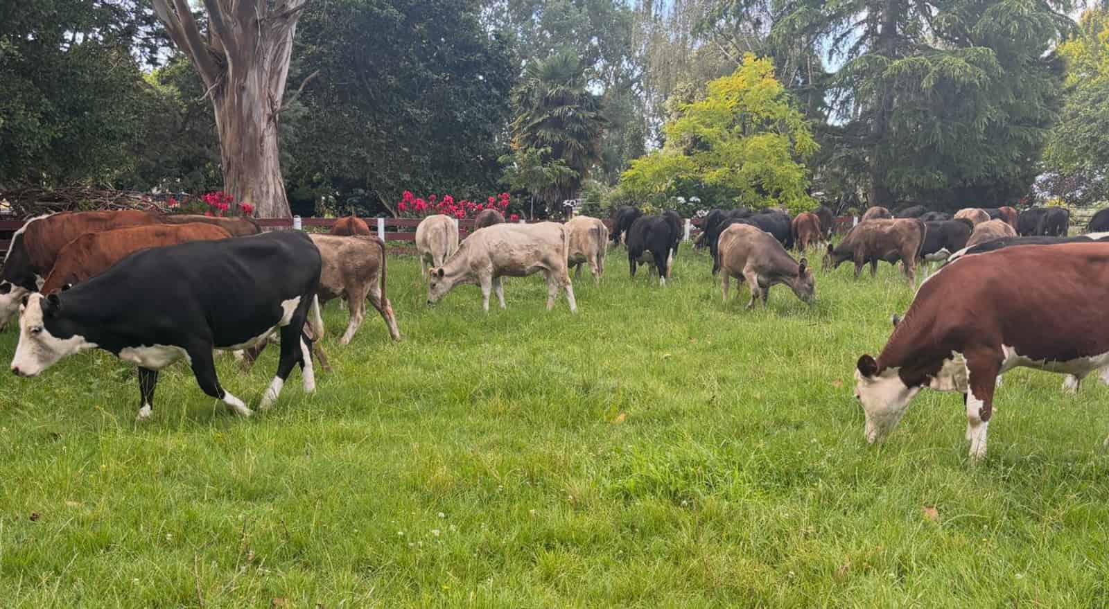 6520 Wilson Road (SH2), Netherton, Hauraki - For Sale - realestate.co.nz