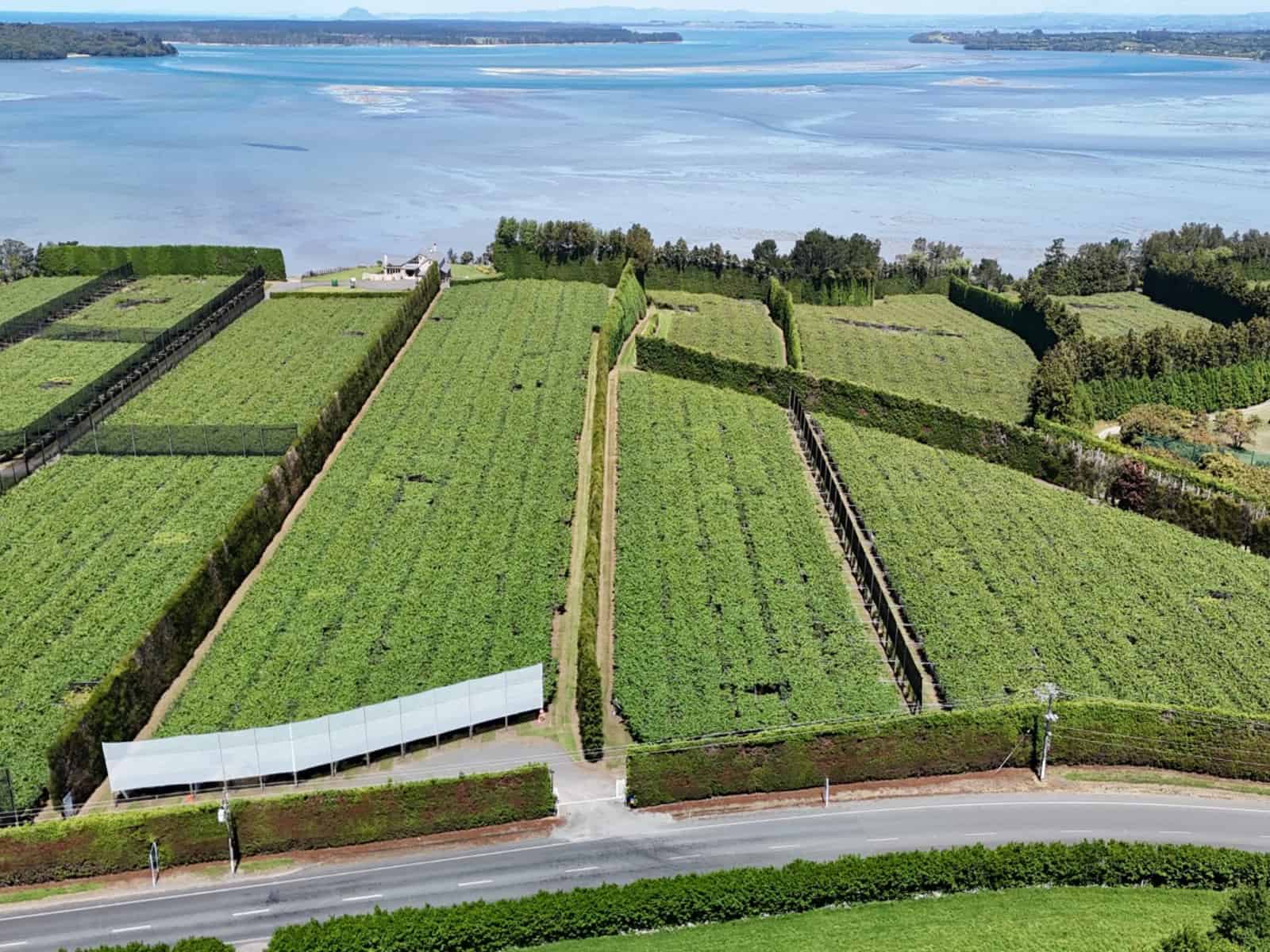 New Zealand Rural Horticulture Farms for Sale - realestate.co.nz