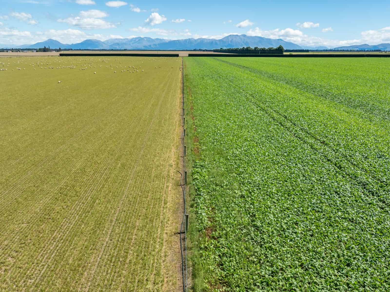New Zealand Cropping Lands and Rural Farms for Sale - realestate.co.nz