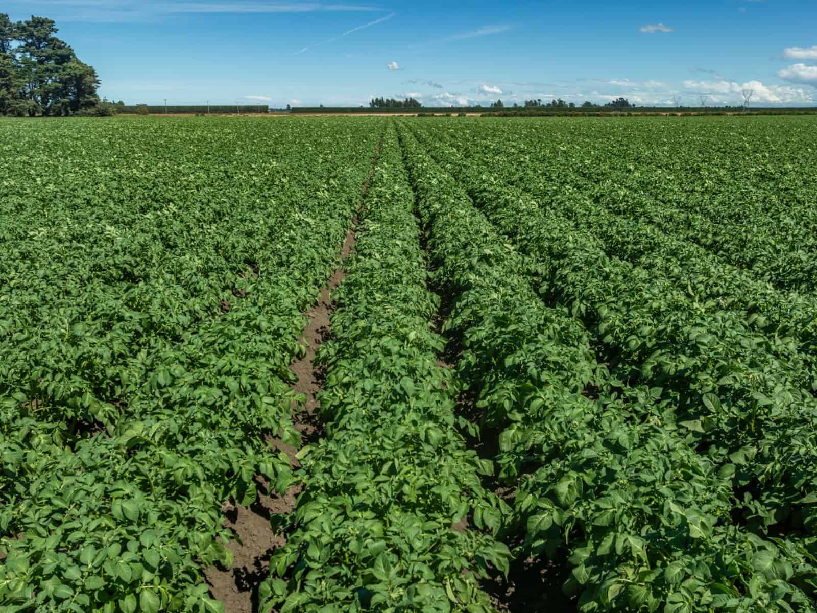 New Zealand Cropping Lands and Rural Farms for Sale - realestate.co.nz