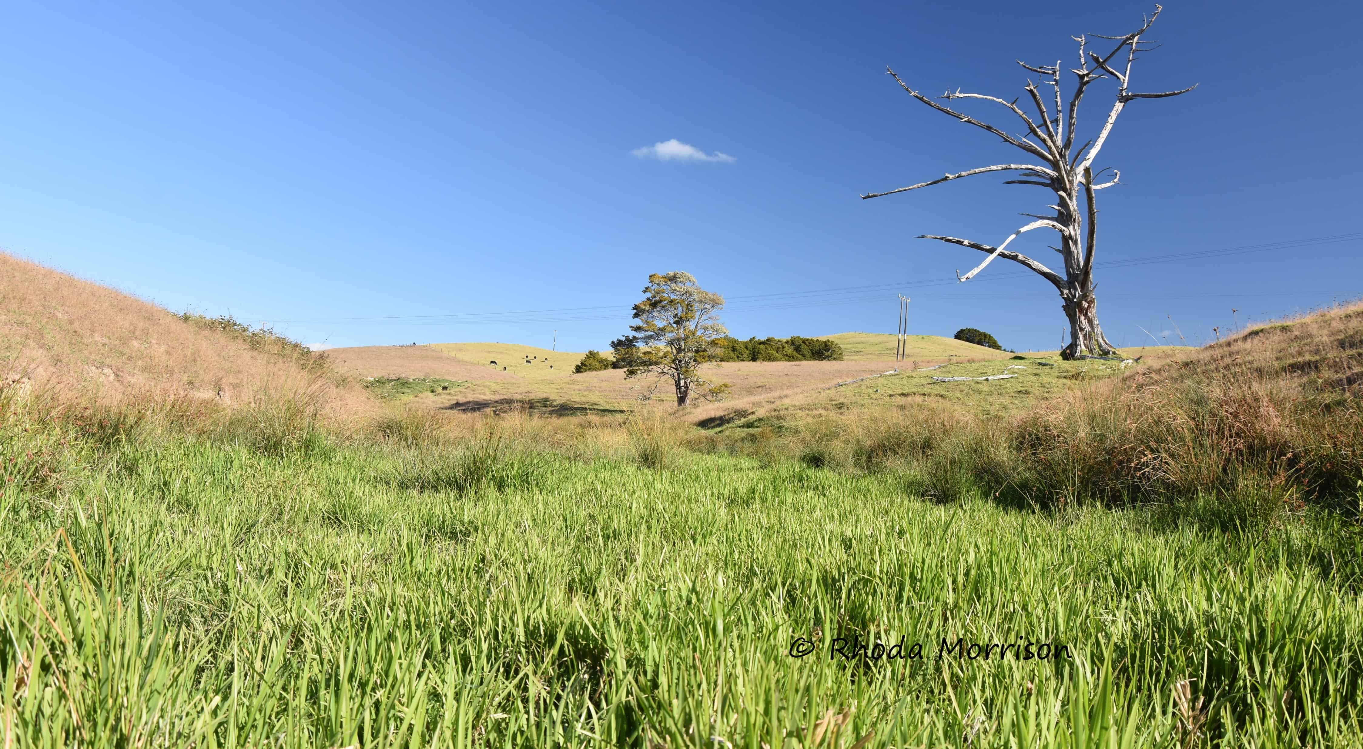 Golden Stairs Rd, Maungaturoto, Kaipara - For Sale - realestate.co.nz