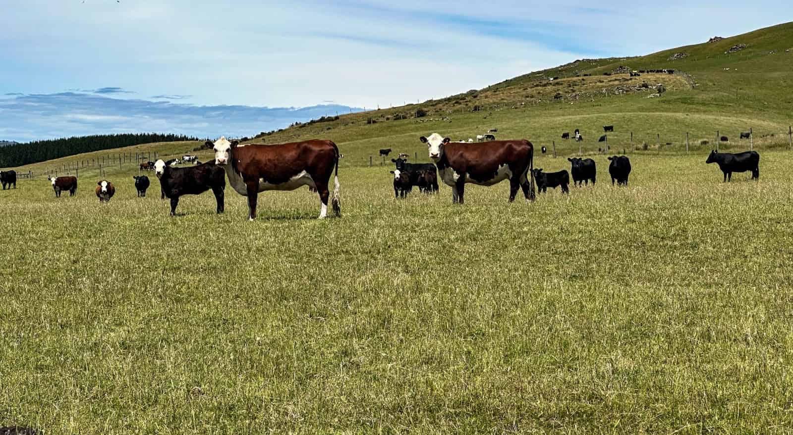 205B Dunrobin Valley Road, Dunrobin, Southland - For Sale - realestate ...