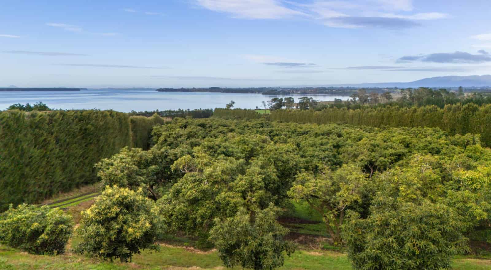 275 Athenree Road, Katikati, Western Bay Of Plenty - For Sale ...