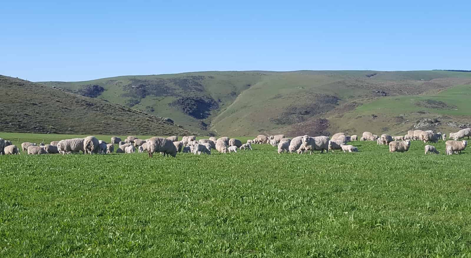 659 Ritchie Road, Dunback, Waitaki - For Sale - realestate.co.nz