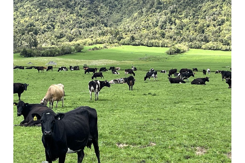 2115 Whataroa Highway, Whataroa, Westland - For Sale - realestate.co.nz
