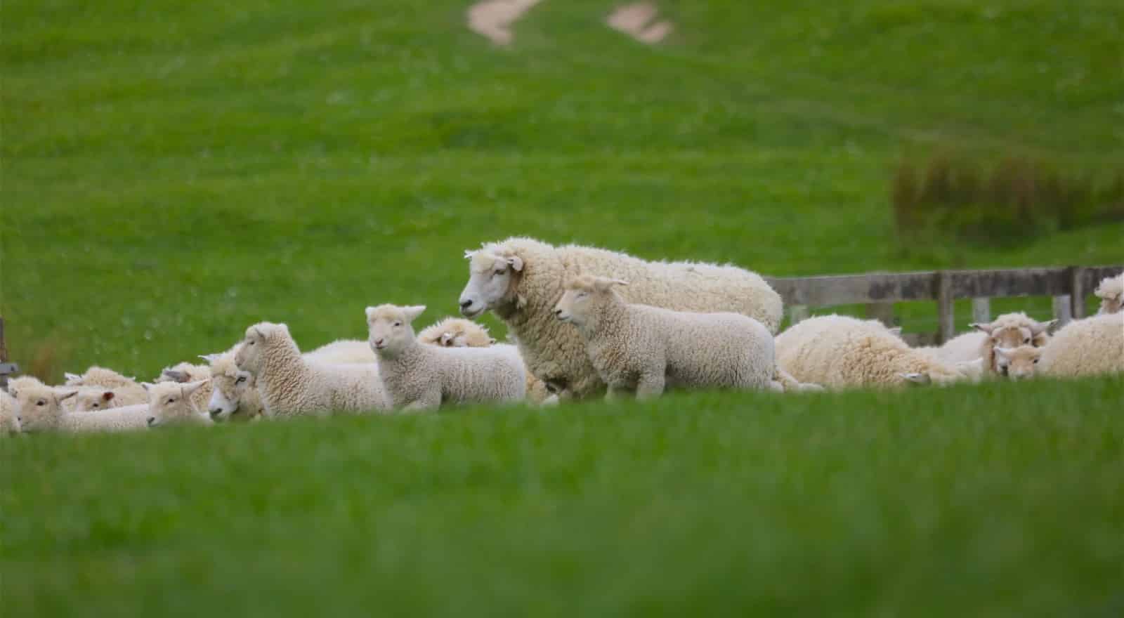 463 Waihi Valley Rd, Dannevirke, Tararua - For Sale - realestate.co.nz
