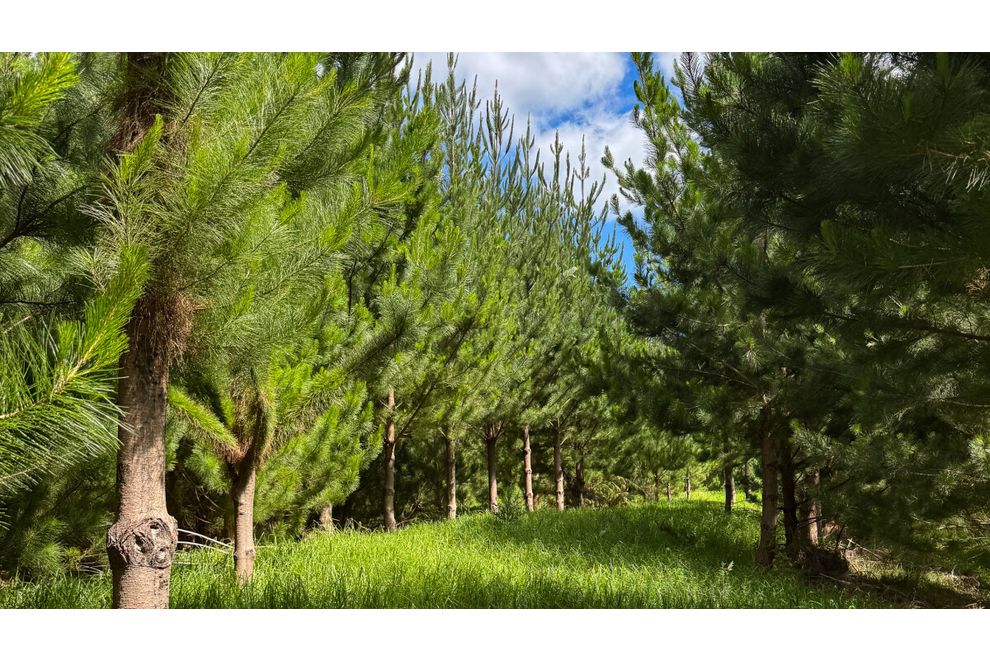 Pukehuia Road, Tangiteroria, Kaipara - For Sale - realestate.co.nz