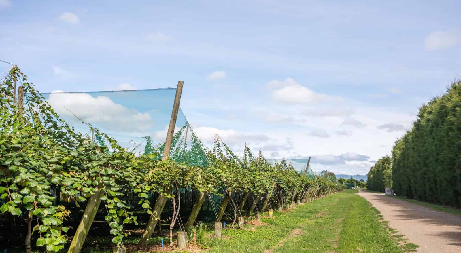 163C Western Drain Road, Edgecumbe, Whakatane - For Sale - realestate.co.nz